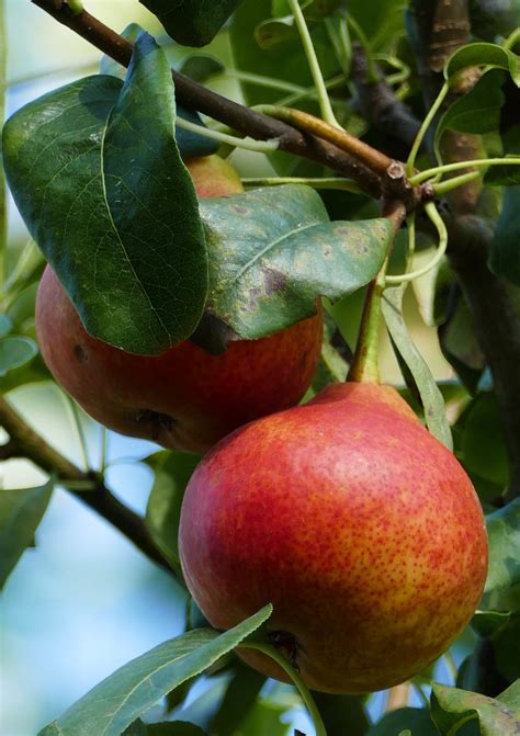 Double Pear Twist Tree 2 Varieties Of Pears Growing On 1 Tree 2 Ye