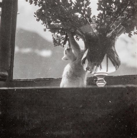 Dora Maar Savoie Cat Chat Savoie I For Sale At 1stdibs