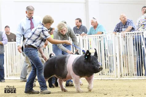2018 Nbs Open Crossbred Market Hog Show National Swine Registry