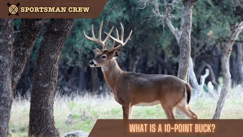 What Is A 10 Point Buck The Best Explanation Online