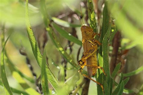 Yellow Grasshopper Photograph By Barbara Charles Pixels