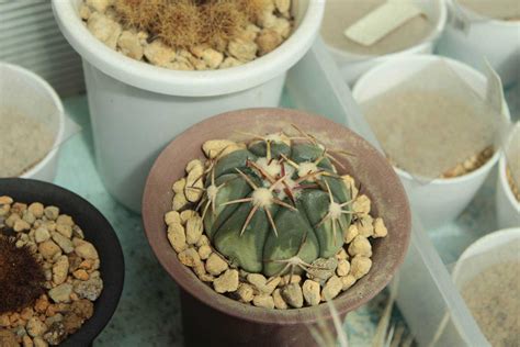ベランダ無加温栽培 サボテン多肉植物 無加温栽培 北米難物サボテン自根栽培の夢 楽天ブログ