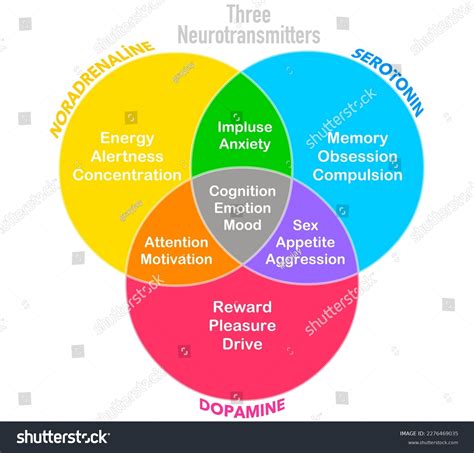 Three Neurotransmitters Dopamine Serotonin Noradrenaline Norepinephrine