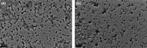 TEM of free Ly NPs a and Curloaded Ly NPs b Scale bar 0 2 μm