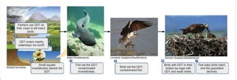 While Rachel Carson Was Writing Silent Spring A Picture Of How Ddt