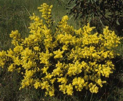 Acacia Myrtifolia 30 Seeds Trigg Plants