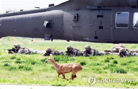 훈련장에 나타난 고라니 연합뉴스