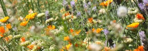 Estudios De Análisis Ambiental Para Proyectos De Obra Civil