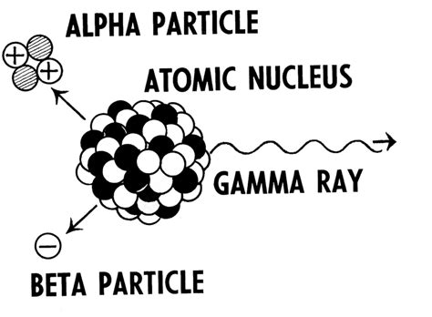 Radioactive Decay Bartleby