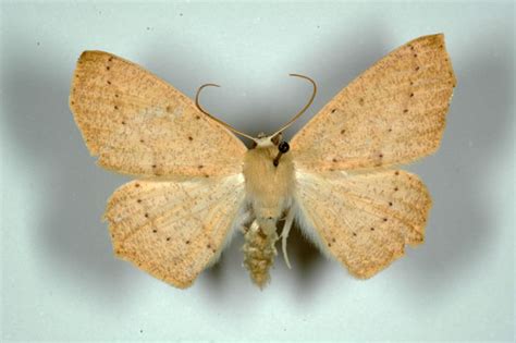 Polymorphism