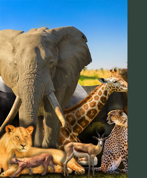 Презентація Біологія 7 клас НУШ Ознаки тварин Клітини тварин