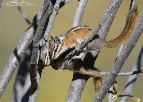 Uinta Chipmunks Cuddling On A Cool Fall Morning Mia Mcphersons On