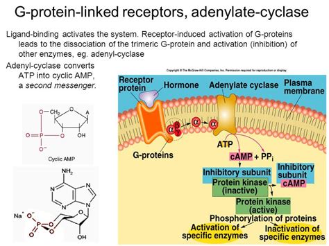 Activation Of Adenylate Cyclase Reagankruwjohns