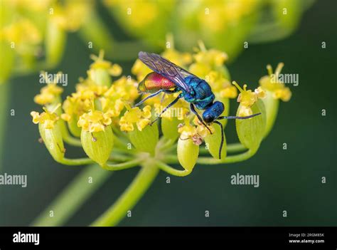 A Colourful Ruby Tailed Wasp Chrysis Ignita Agg On Wild Parsnip Wildflowers Hampshire