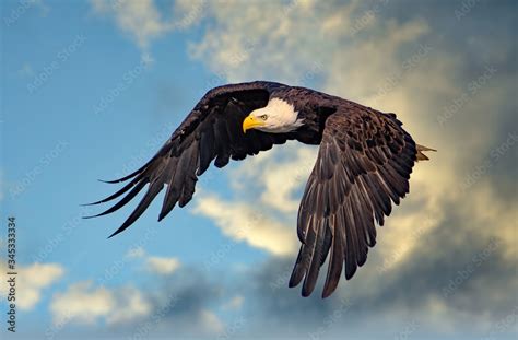 Photo And Art Print Bald Eagle Soaring High Corrado
