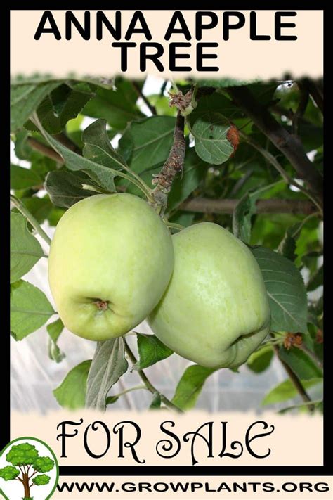 Anna Apple Tree For Sale Grow Plants