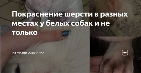 Покраснение шерсти в разных местах у белых собак и не только | Из жизни ...