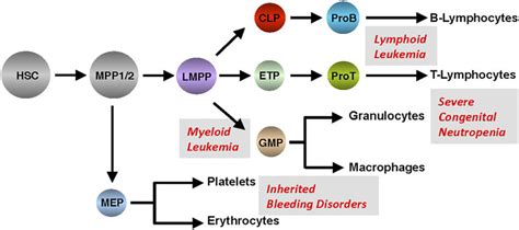 Summary Of Hematologic Diseases Associated With Perturbed Expression Or
