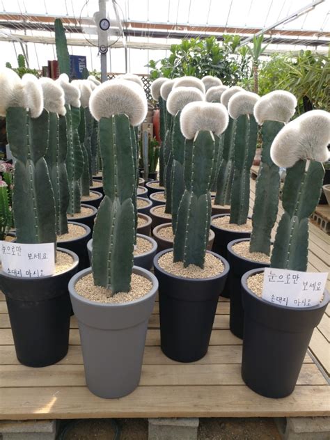 아이포트 토룡토텃밭용 지렁이가 만든 살아 숨쉬는 부식상용토 토룡토란 최고 양질의 청정 원료로 지렁이가 만든 부식상용토를 생산된 분변토로 식물 성장 촉진을 왕성하게