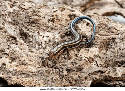 Juvenile Japanese Fivelined Skink Bark Tree Stock Photo 2269663959