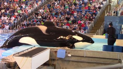 Orca Encounter Full Show At Seaworld San Antonio July 25 2022