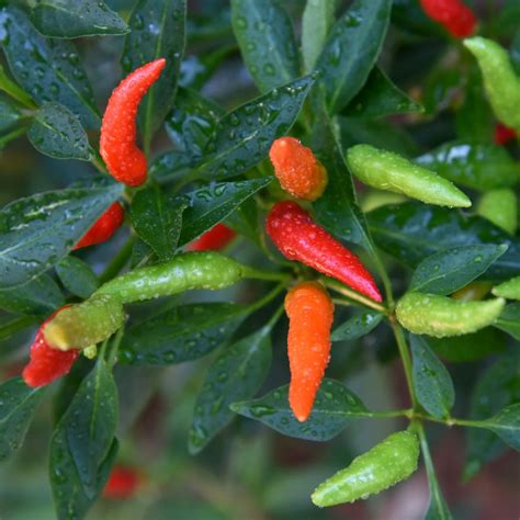 Chili Pepper Thai Dragon White Flower Farm