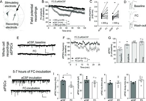 Fluorocitrate Suppresses Striatal Neurotransmission A Schematic