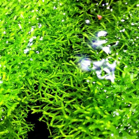 Риччия (Riccia fluitans) | содержание, размножение