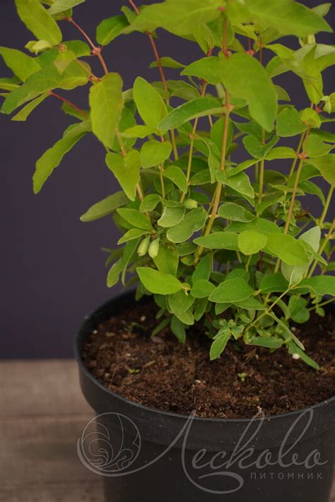 Жимолость съедобная (Lonicera edulis `Барышня`) - Жимолость съедобная ...