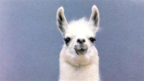 Llama Wallpaper 1920x1080 46457