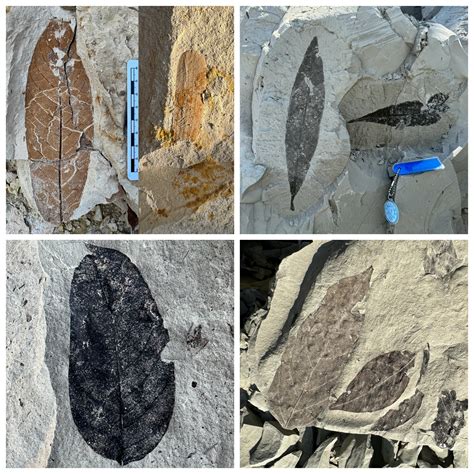 版纳植物园完成泰国新生代化石植物群第一次联合考察综合新闻植物通