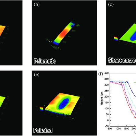 Morphologies On The Transversal And Longitudinal Sections Of The Download Scientific Diagram