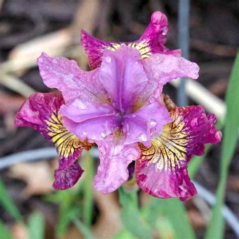 Iris Sibirica Miss Apple Sibiriris Stauderiket Blogg