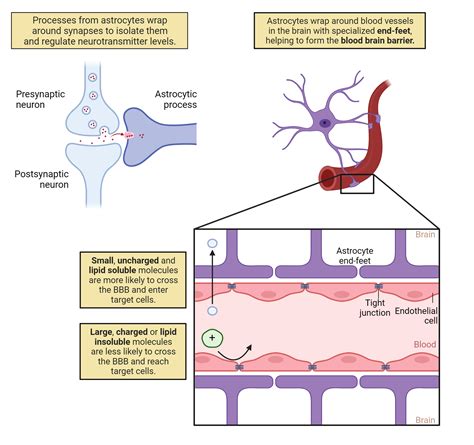 12 Building A Nervous System Social Sci Libretexts