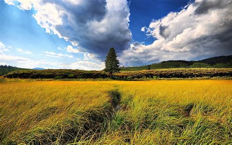 Tall Grass Field Wallpaper
