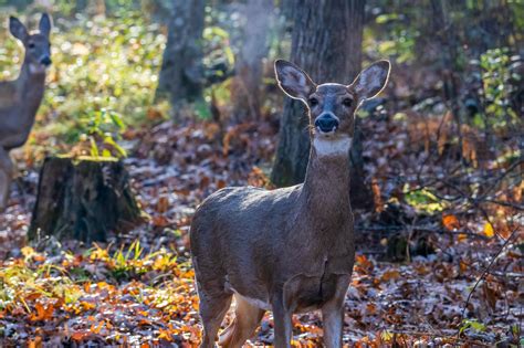 What Is Chronic Wasting Disease In Deer Way Outdoors
