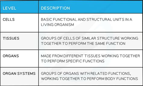 Organisation Of Cells 2 1 2 CIE IGCSE Biology Revision Notes 2023