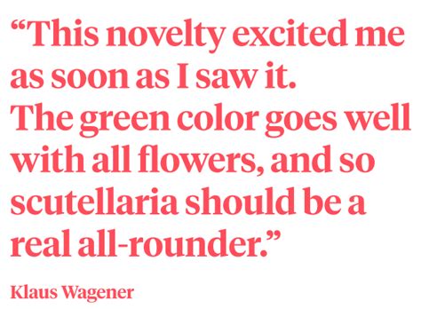 Scutellaria Tinkerbell Mother Nature At Her Finest