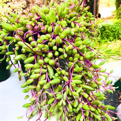 Ruby Necklace Plant Buy String Of Rubies Trailing Succulent