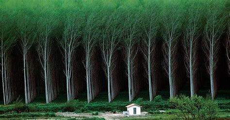Tree Farm Imgur
