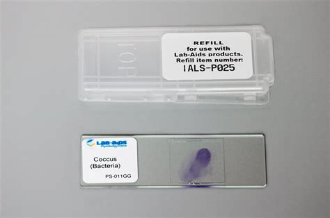 Prepared Microscope Slide Coccus Bacteria Lab Aids