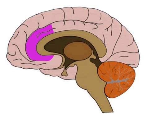 Anterior Cingulate Cortex
