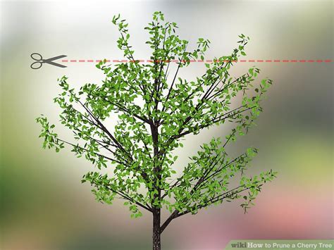 Ways To Prune A Cherry Tree WikiHow