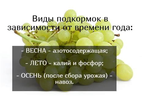 Виноград Макси белый. Описание сорта, фото, отзывы