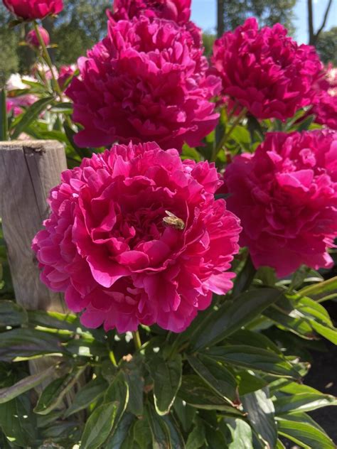 Peony Felix Supreme Late Green Works Specialist In Peonies