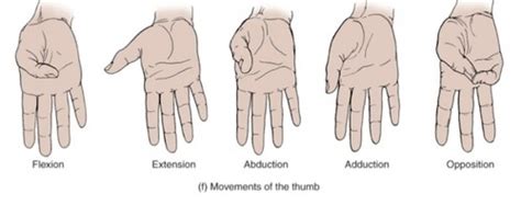 Hand Abduction And Adduction