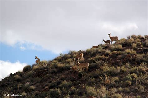 Salouk National Park Future4leopards Foundation