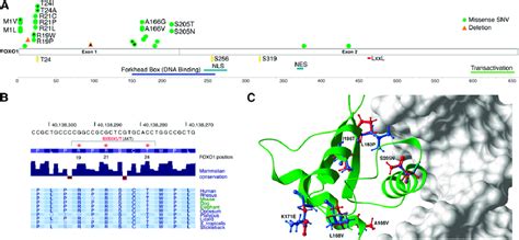 Mutations In Foxo1 Affecting Phosphorylation Sites And The Dna Binding Download Scientific