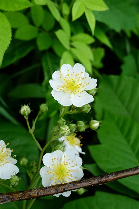 Rosa multiflora (Multiflora rose): Wildflowers of the National Capital ...