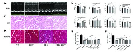 Gkt137831 Alleviated Dox Induced Cardiac Dysfunction In Vivo And